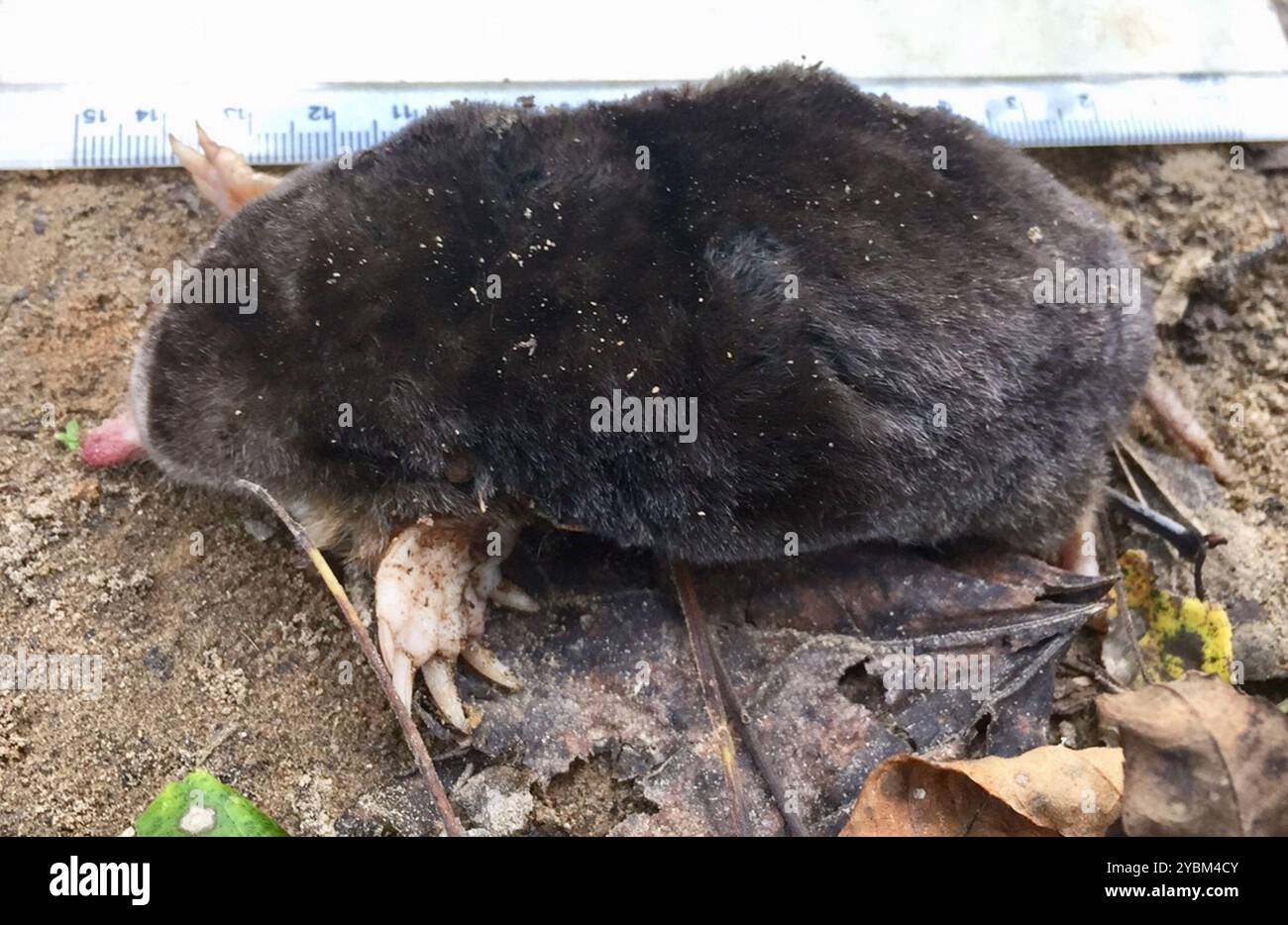 Eastern Mole (Scalopus aquaticus) Mammalia Stock Photo - Alamy