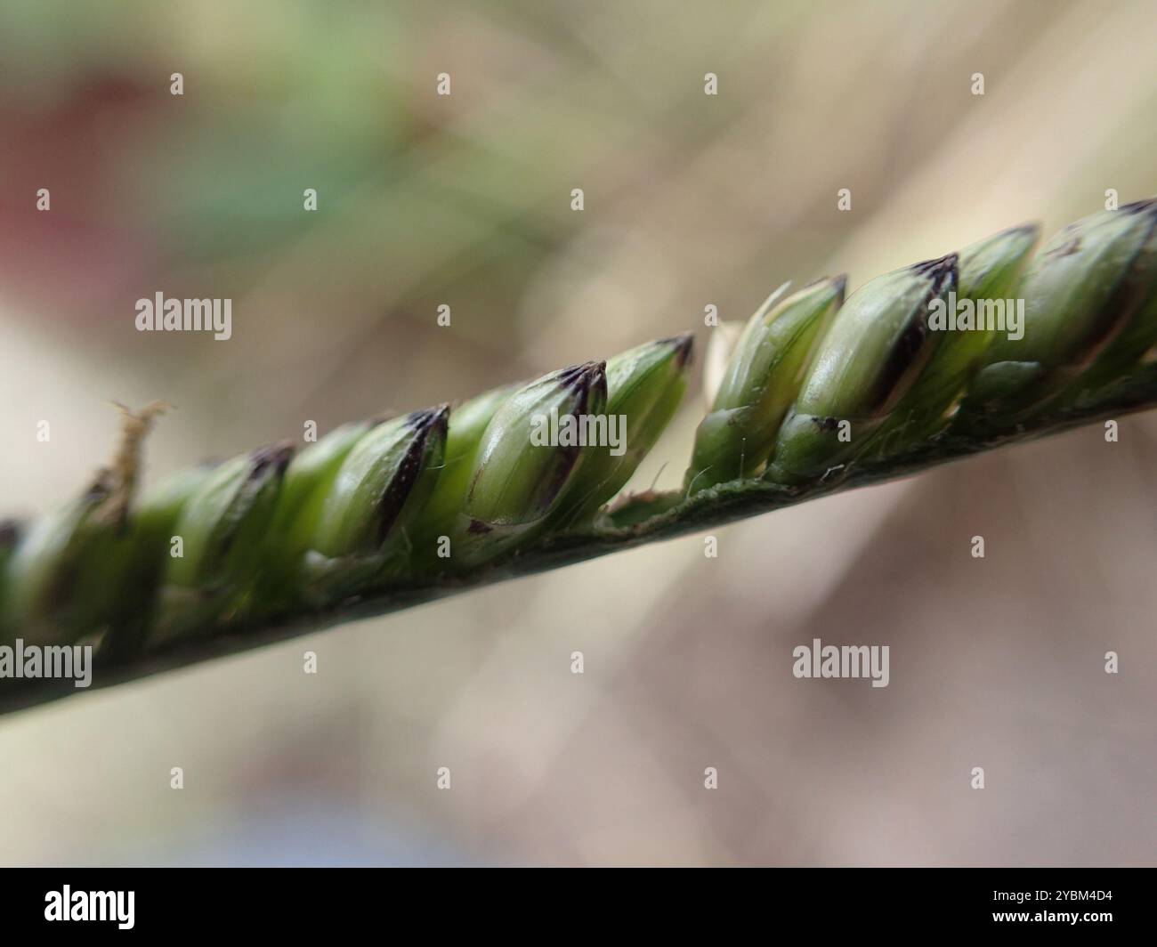 Bread Grass (Urochloa brizantha) Plantae Stock Photo - Alamy