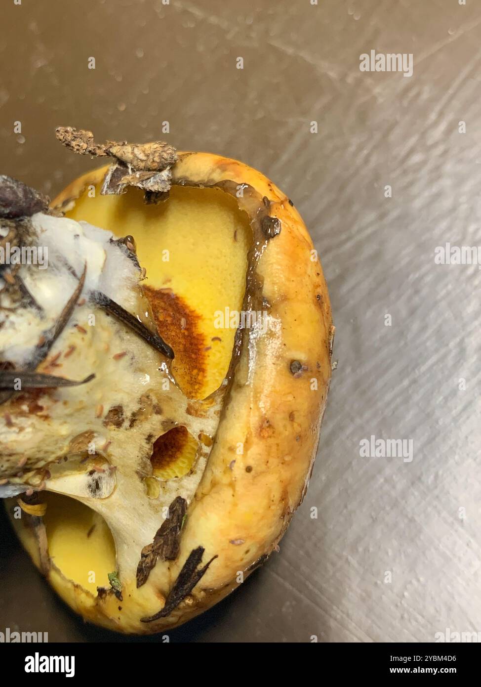 Fat Jack (Suillus caerulescens) Fungi Stock Photo - Alamy