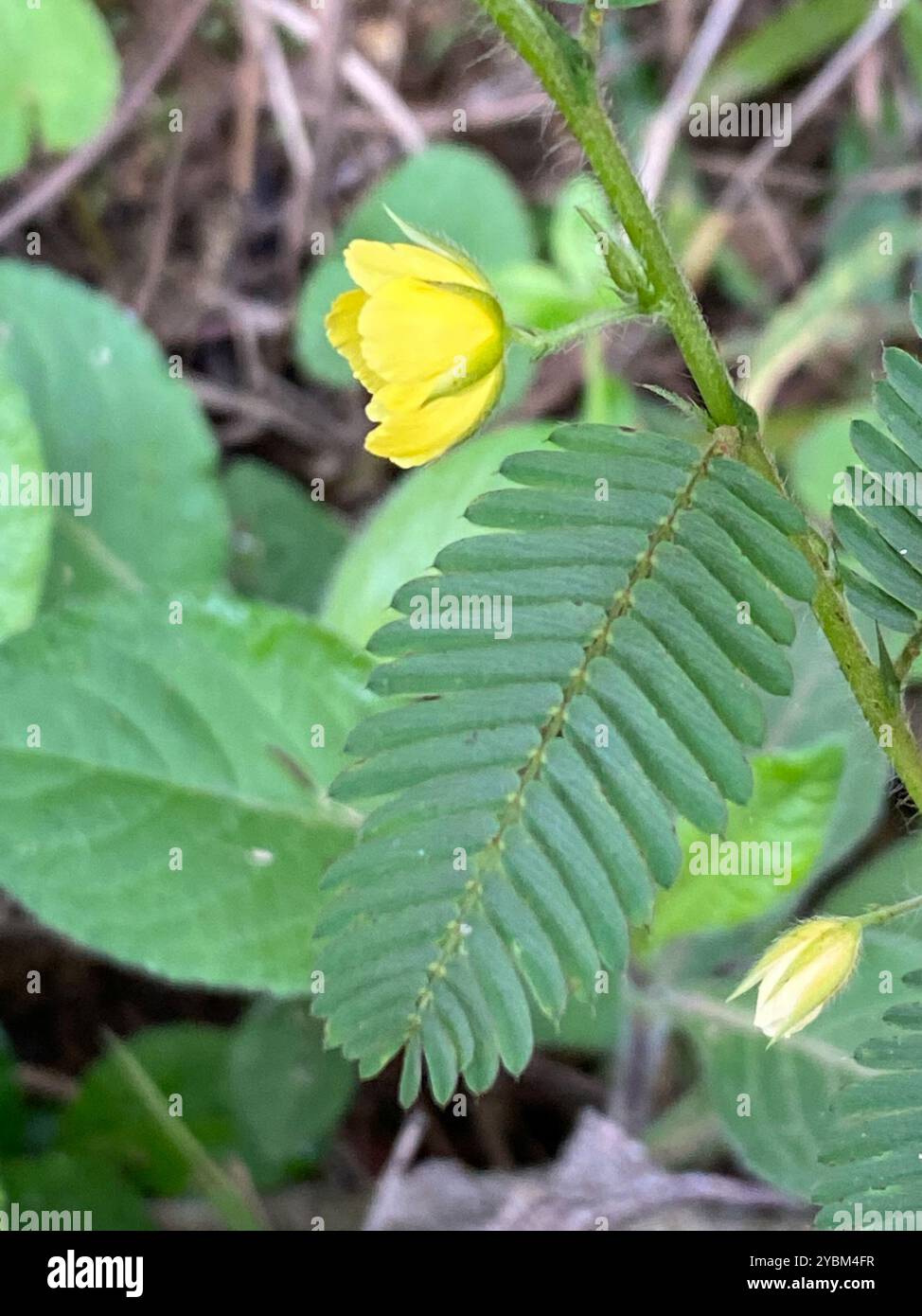 flowering plants (Angiospermae) Plantae Stock Photo - Alamy