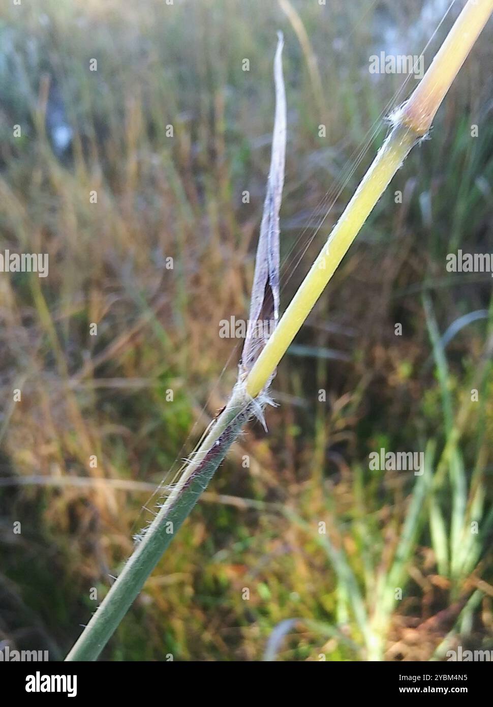sugarcane plumegrass (Erianthus giganteus) Plantae Stock Photo - Alamy