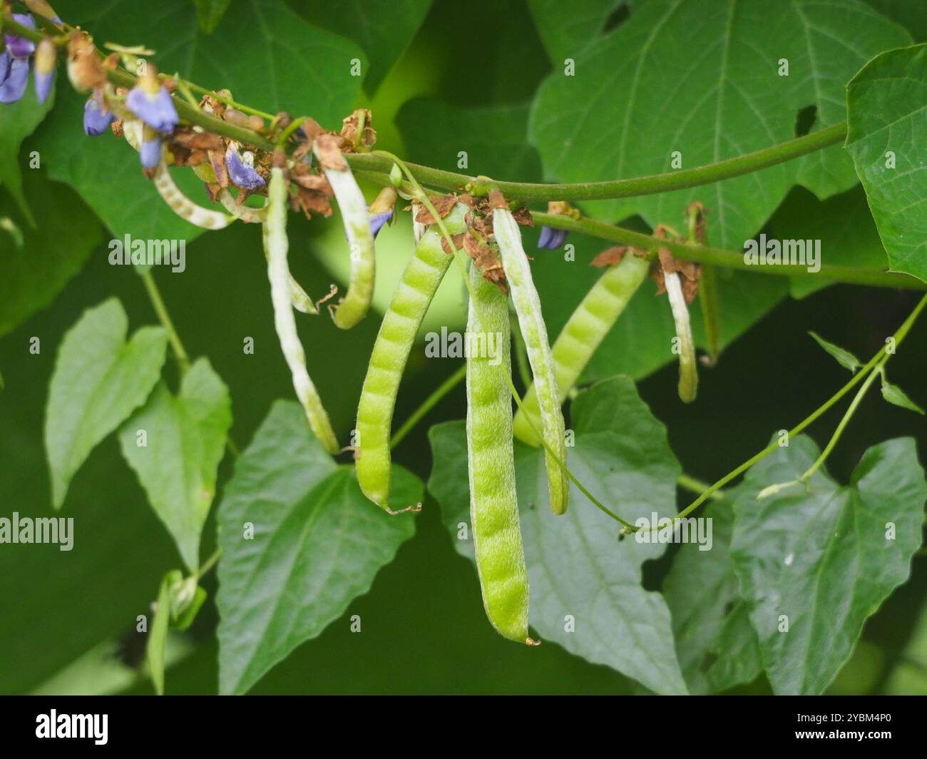 Jicama (Pachyrhizus erosus) Plantae Stock Photo - Alamy