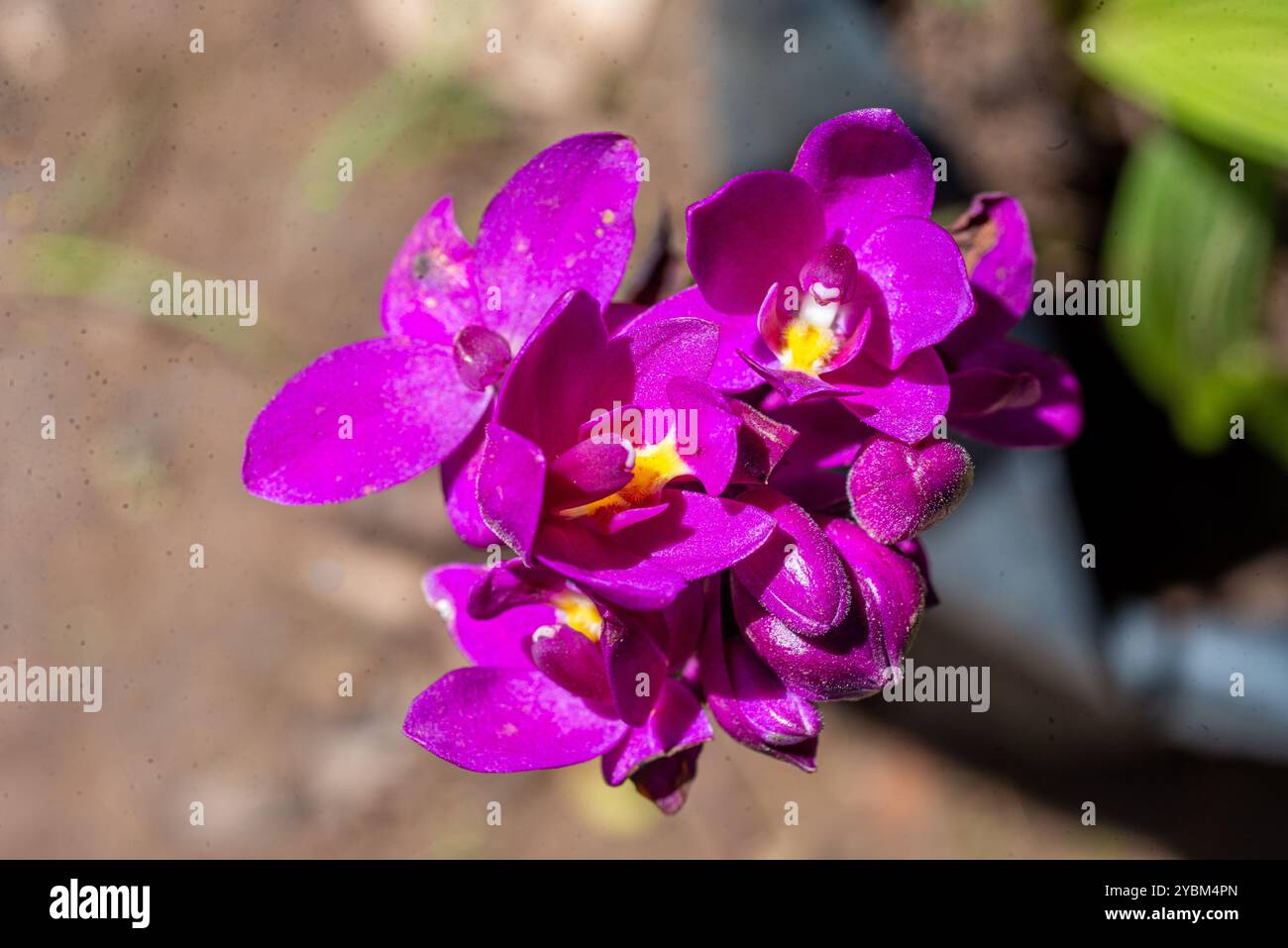 Spathoglottis unguiculat hi-res stock photography and images - Alamy