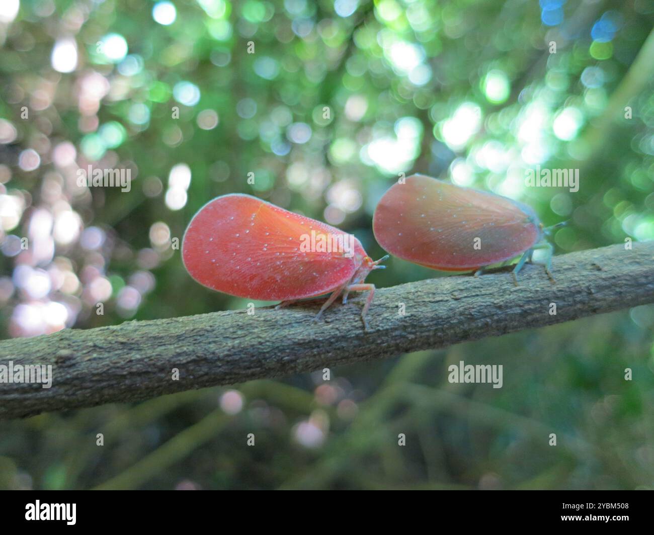 Flatida rosea hi-res stock photography and images - Alamy