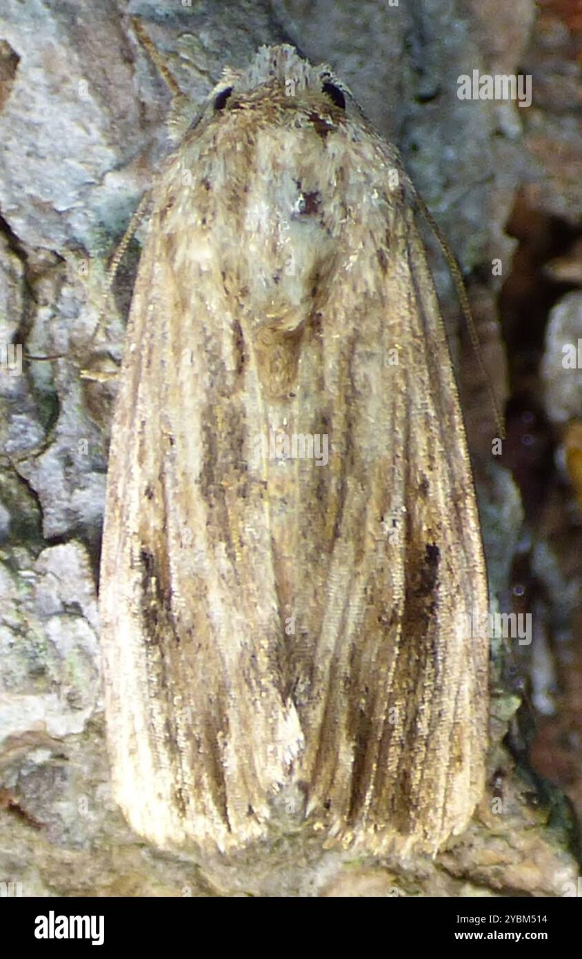 Southern Armyworm Moth (Spodoptera eridania) Insecta Stock Photo - Alamy