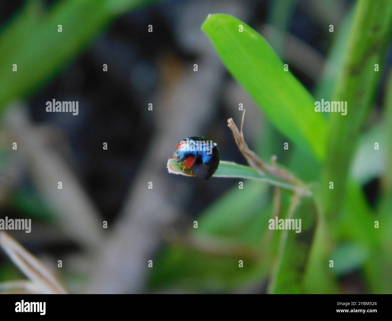 Metallic blue lady beetle hi-res stock photography and images - Alamy