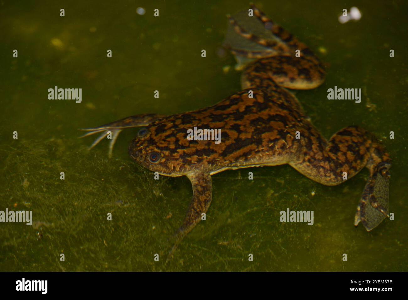 African Clawed Frog (Xenopus laevis) Amphibia Stock Photo - Alamy