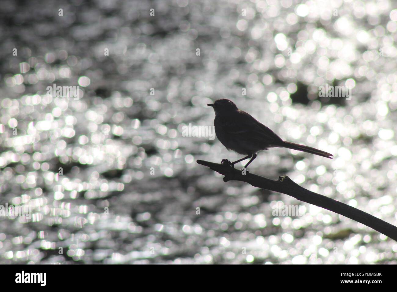Common Cape Wagtail (Motacilla capensis capensis) Aves Stock Photo - Alamy