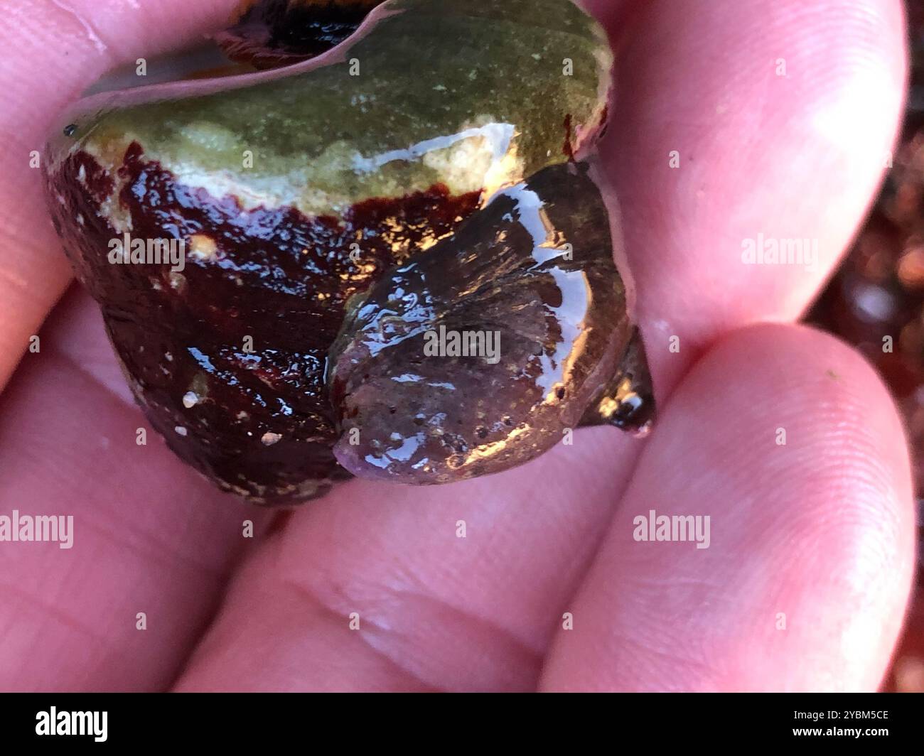 Hooked Slippersnail (Crepidula adunca) Mollusca Stock Photo - Alamy