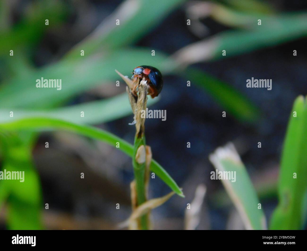 Metallic Blue Lady Beetle (Curinus coeruleus) Insecta Stock Photo - Alamy