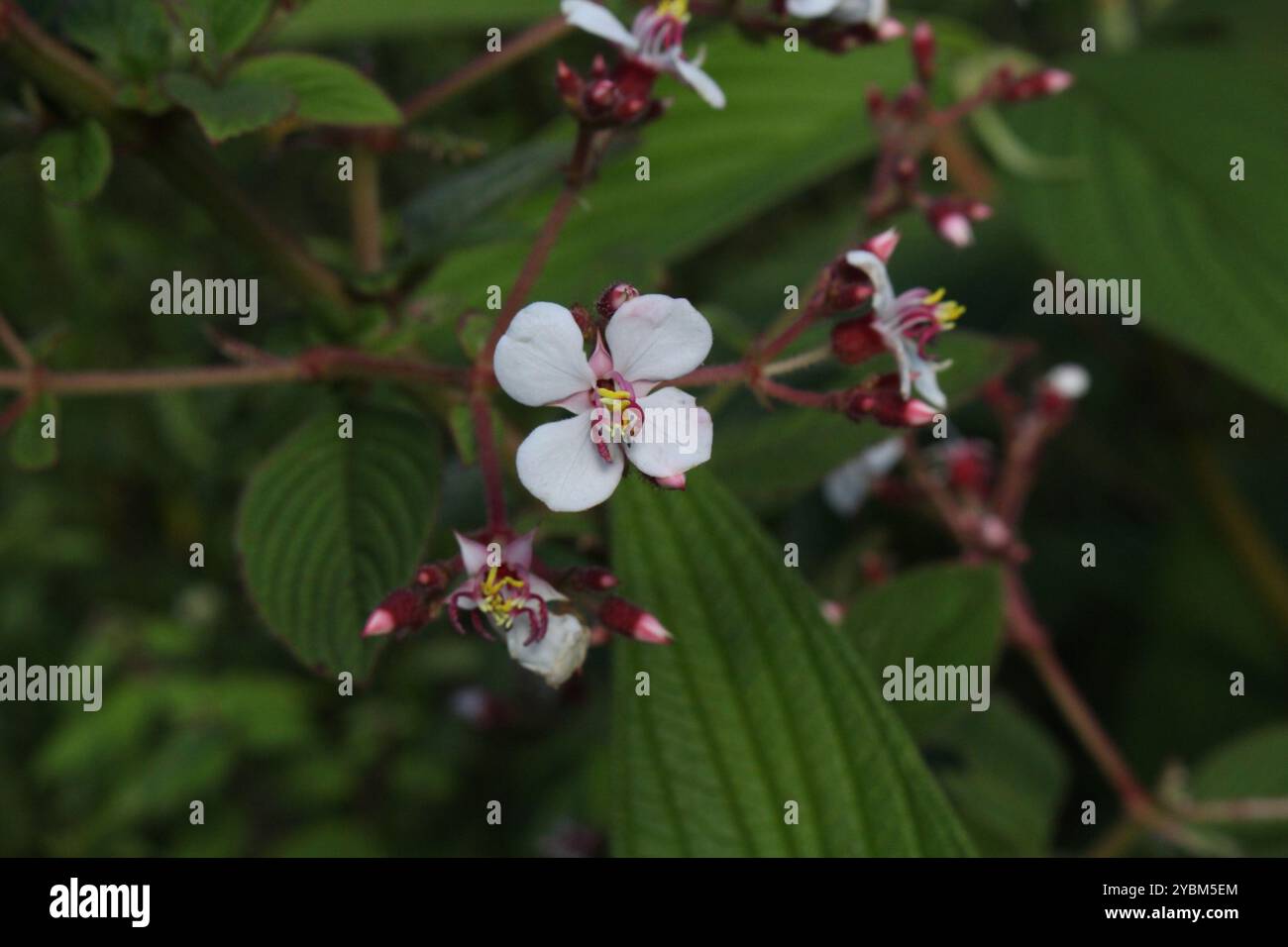 Heterocentron hi-res stock photography and images - Alamy