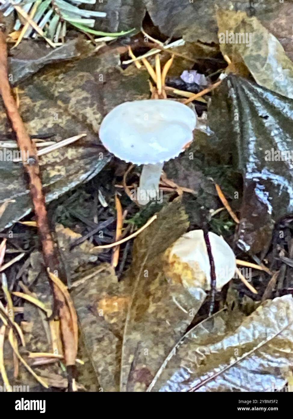 White Fibrecap (Inocybe geophylla) Fungi Stock Photo - Alamy