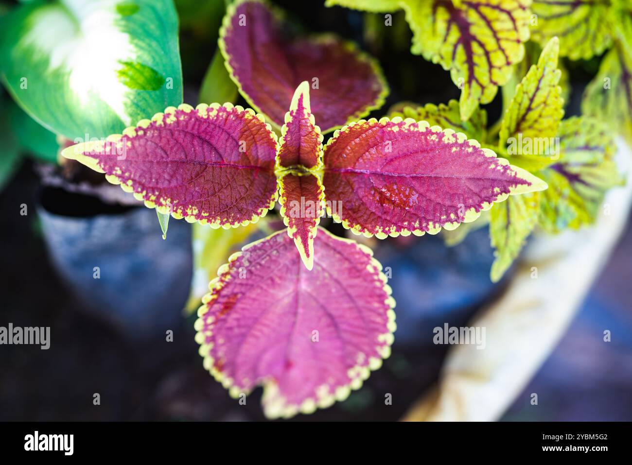 Coleus pubescens hi-res stock photography and images - Alamy