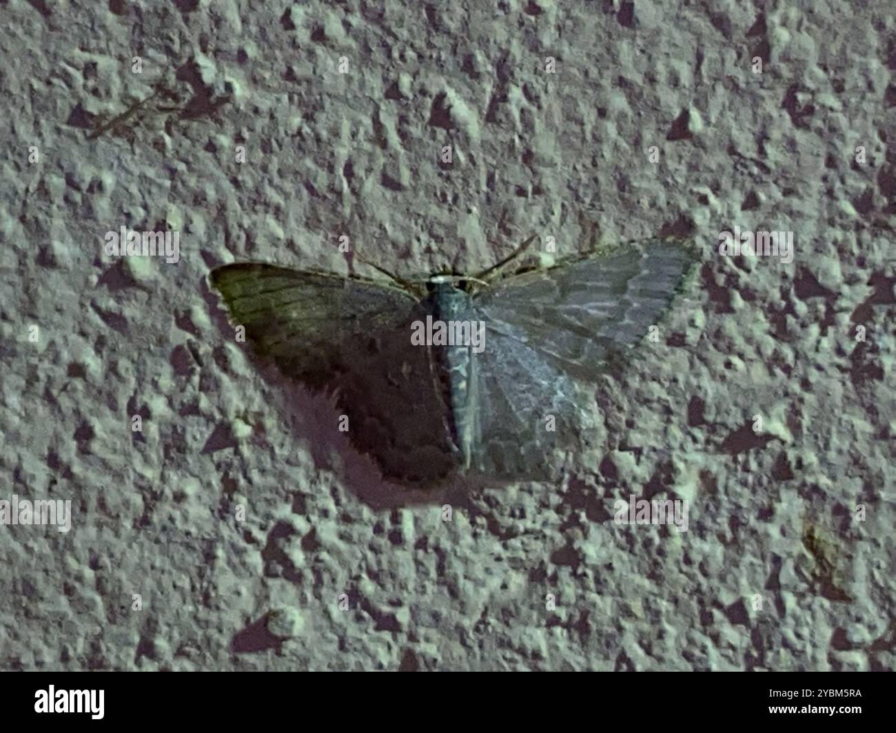 Geometer Moths (Geometridae) Insecta Stock Photo - Alamy