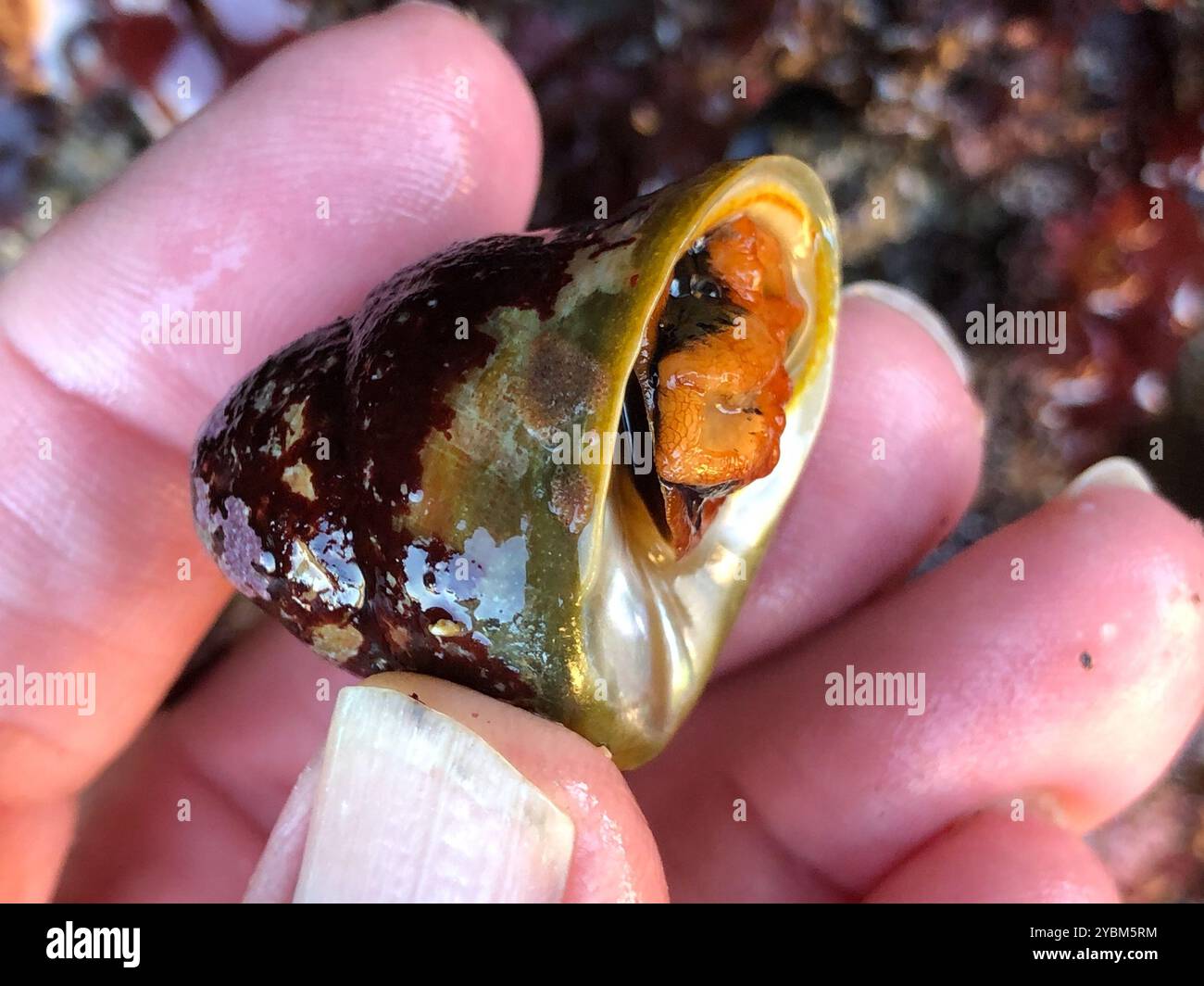 Tegula brunnea hi-res stock photography and images - Alamy