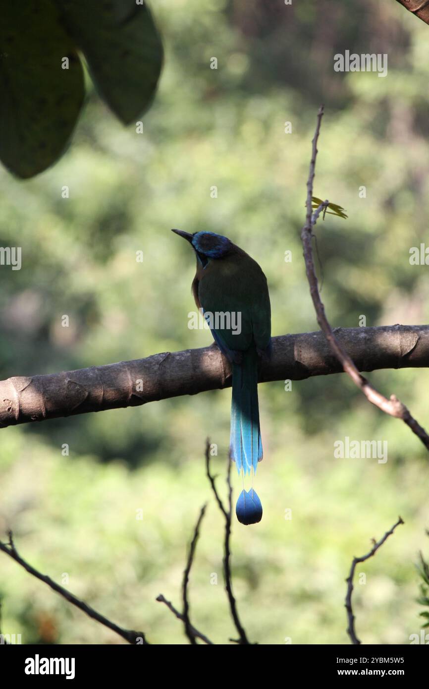 Lessons motmot momotus lessonii hi-res stock photography and images - Alamy