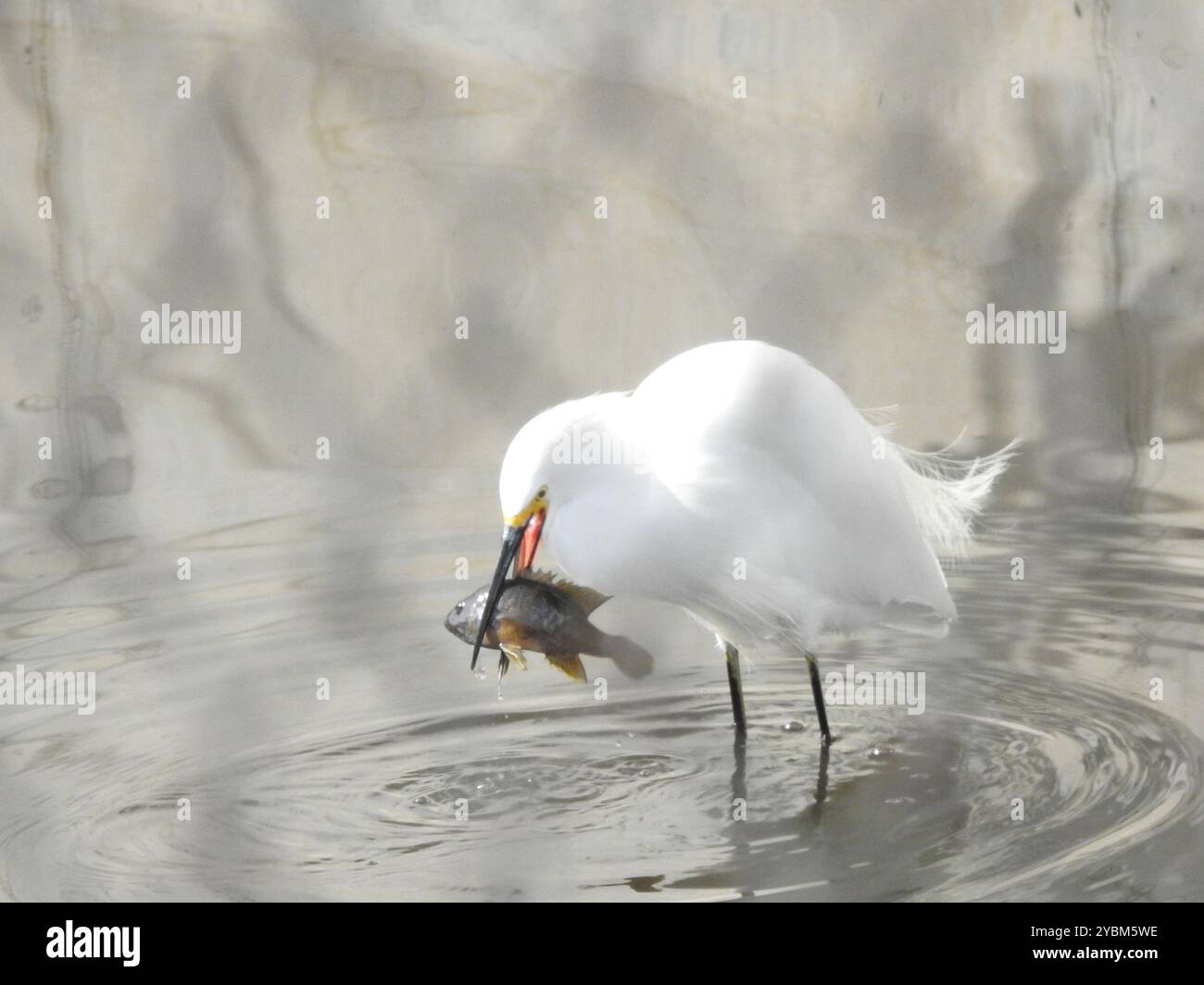 Freshwater Sunfishes (Centrarchidae) Actinopterygii Stock Photo - Alamy
