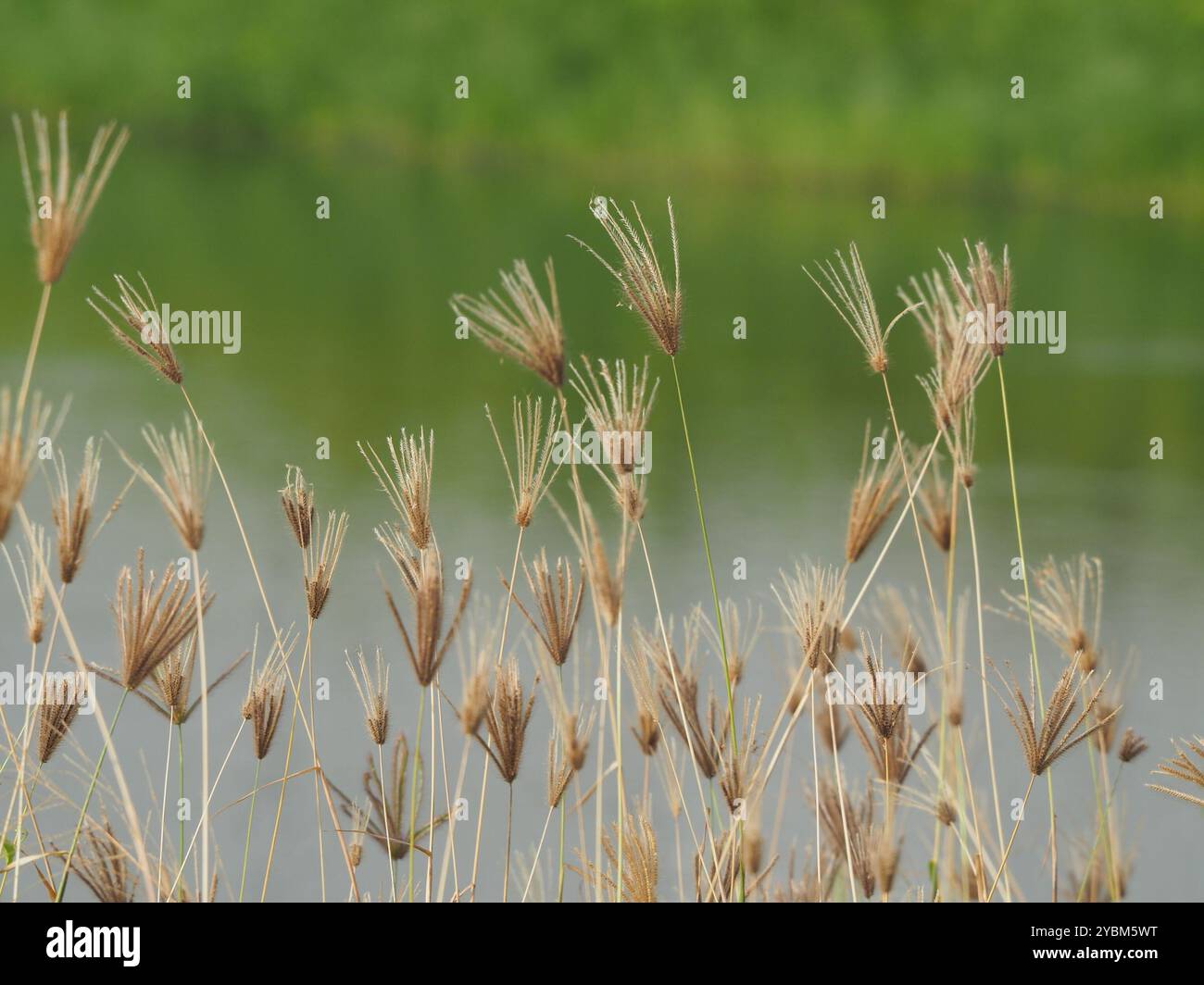 Finger Grass (Chloris barbata) Plantae Stock Photo - Alamy