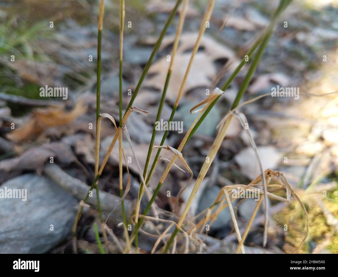 grasses (Poaceae) Plantae Stock Photo - Alamy