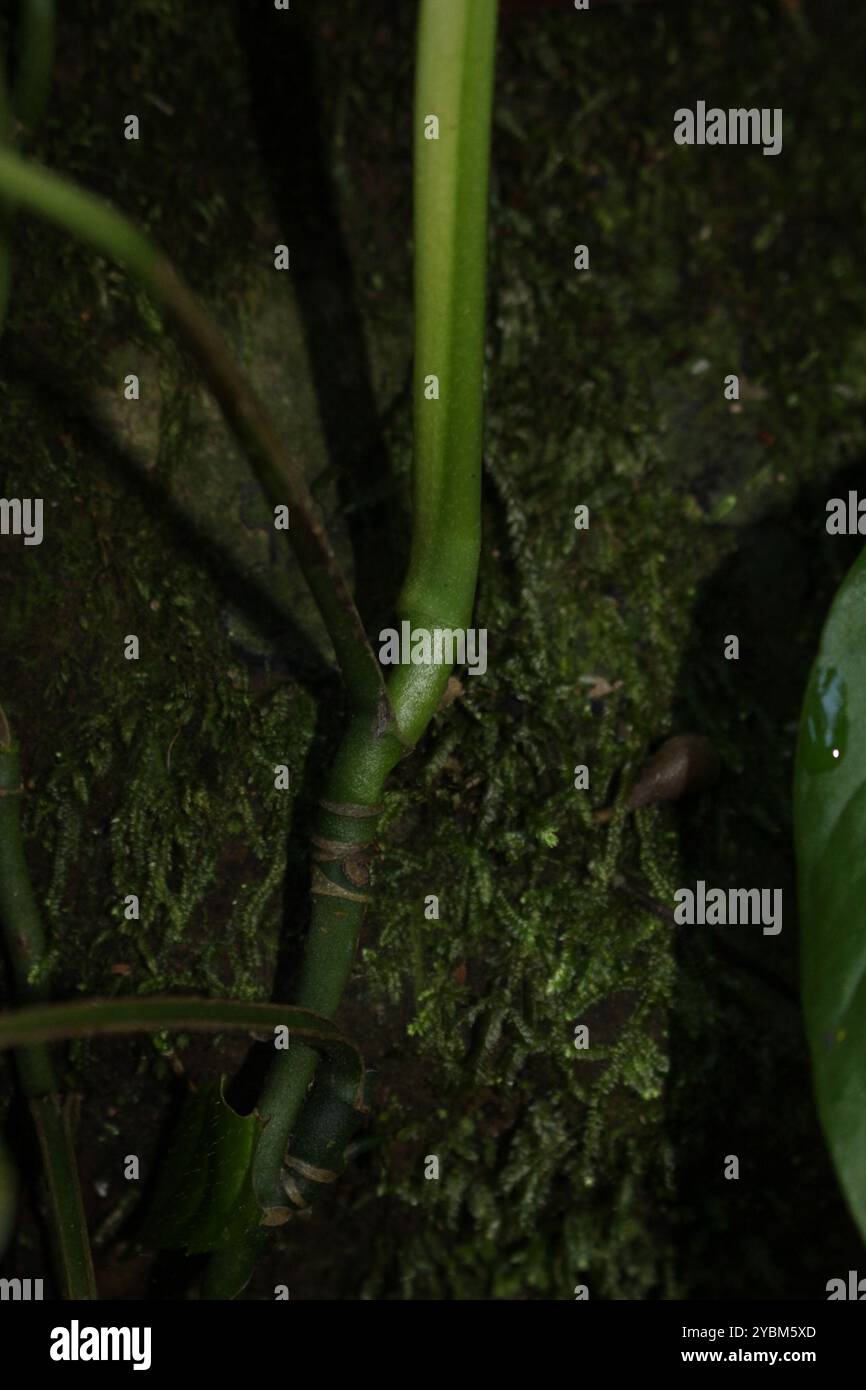 (Monstera wilsoniensis) Plantae Stock Photo - Alamy