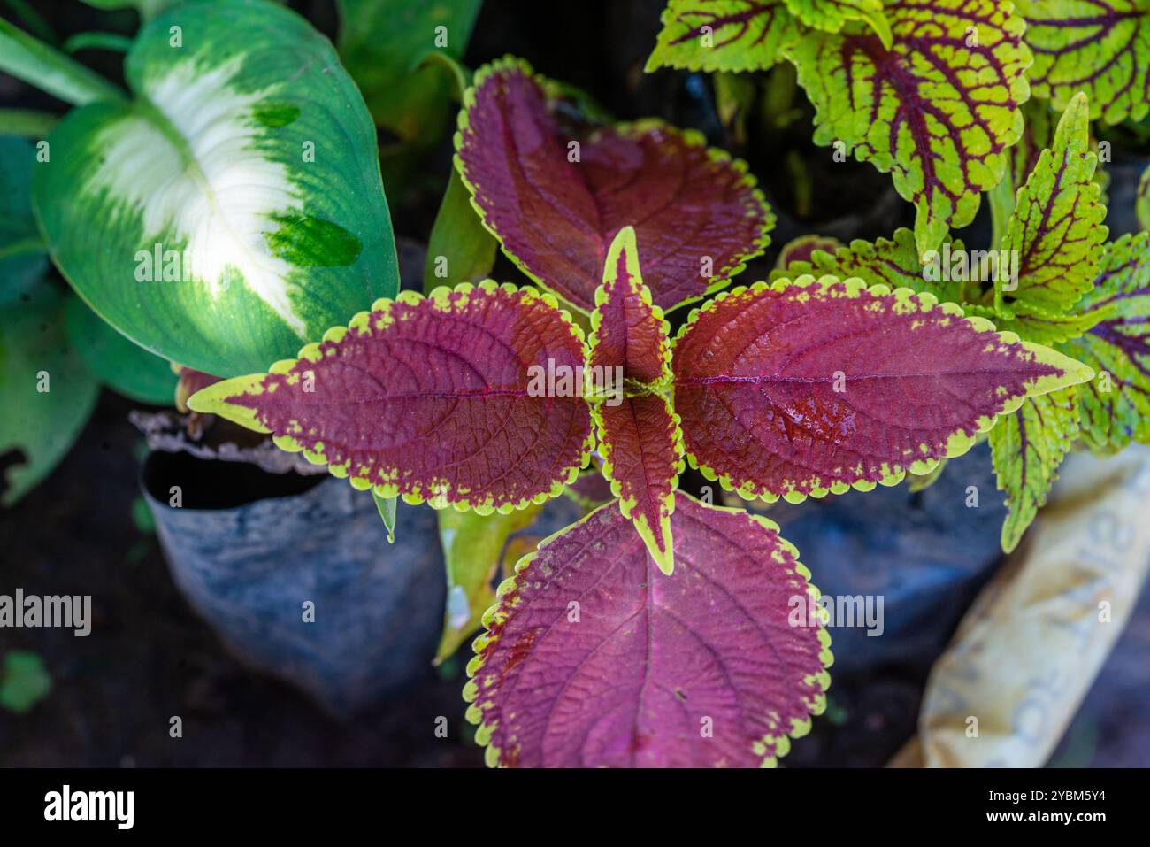 Coleus pubescens hi-res stock photography and images - Alamy