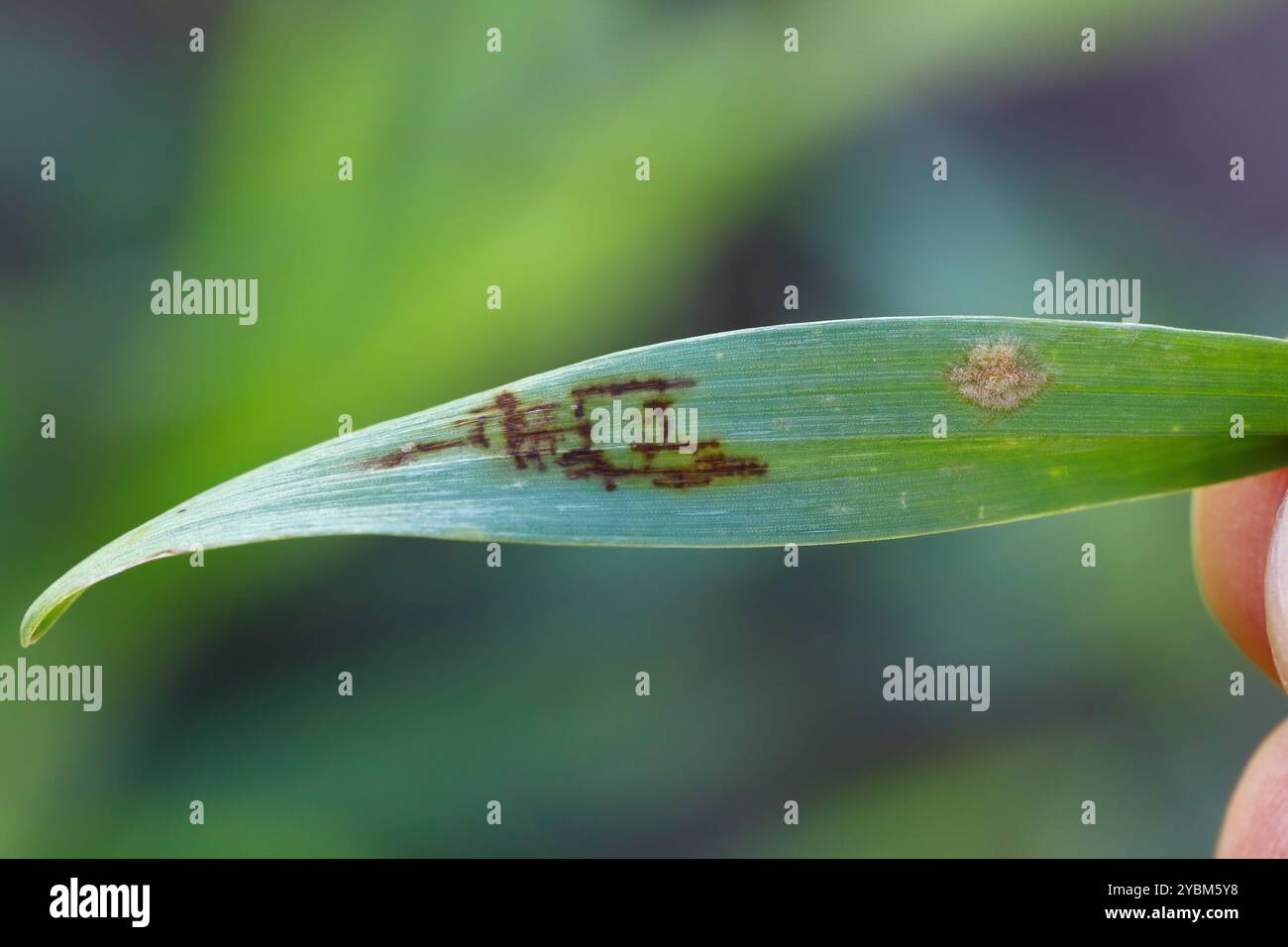 Powdery mildew, Blumeria graminis f.sp. hordei, and Net blotch ...
