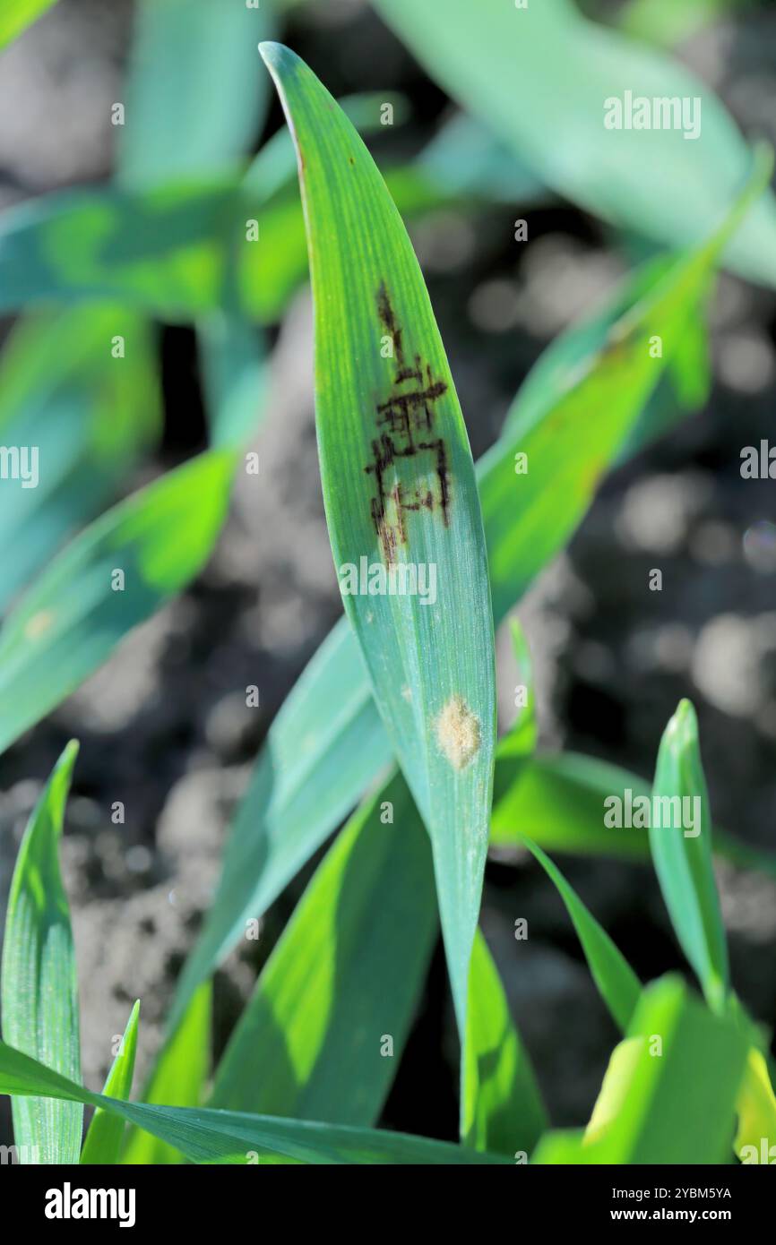 Powdery mildew, Blumeria graminis f.sp. hordei, and Net blotch ...