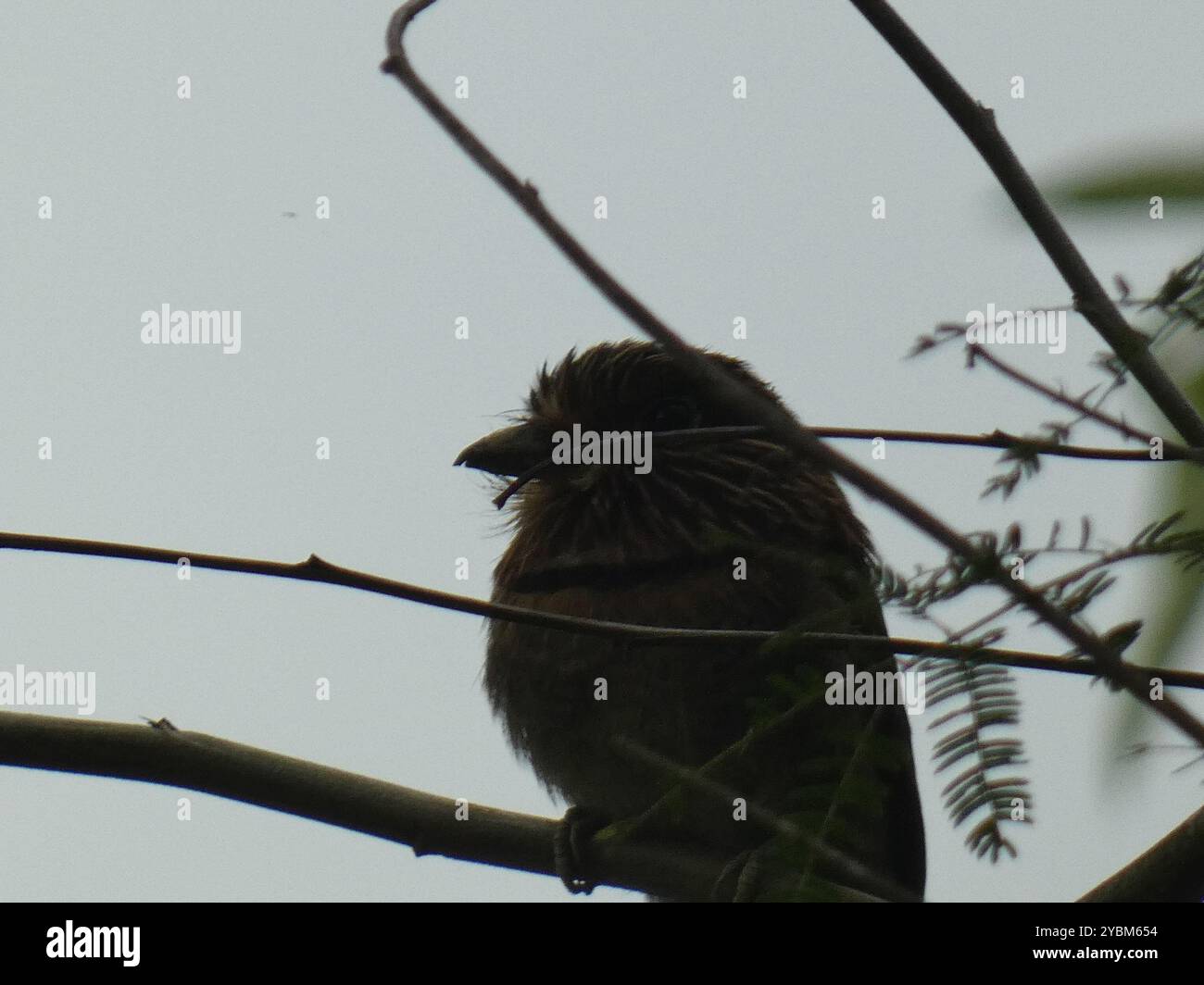 Crescent-chested Puffbird (Malacoptila striata) Aves Stock Photo - Alamy