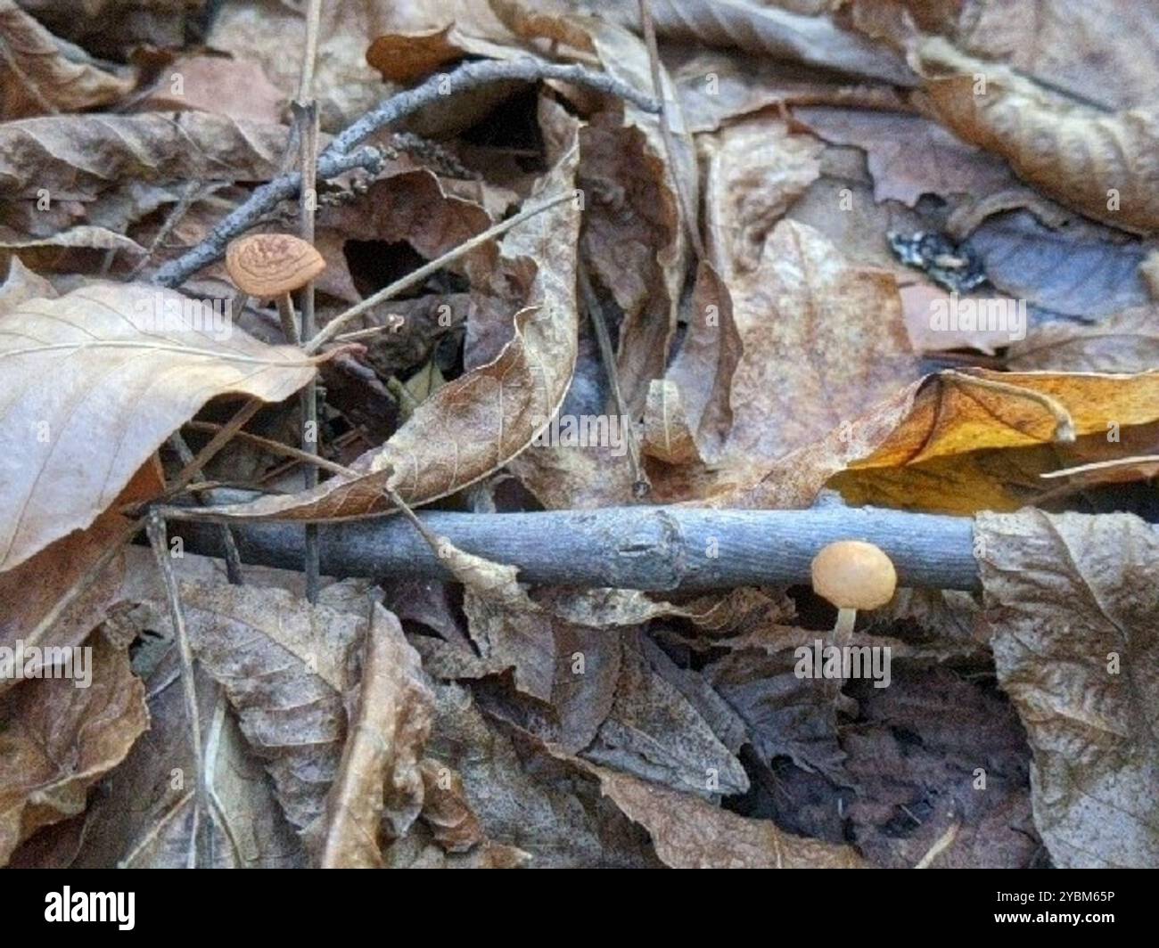 Hairy Long Stem Marasmius (Rhizomarasmius pyrrhocephalus) Fungi Stock ...