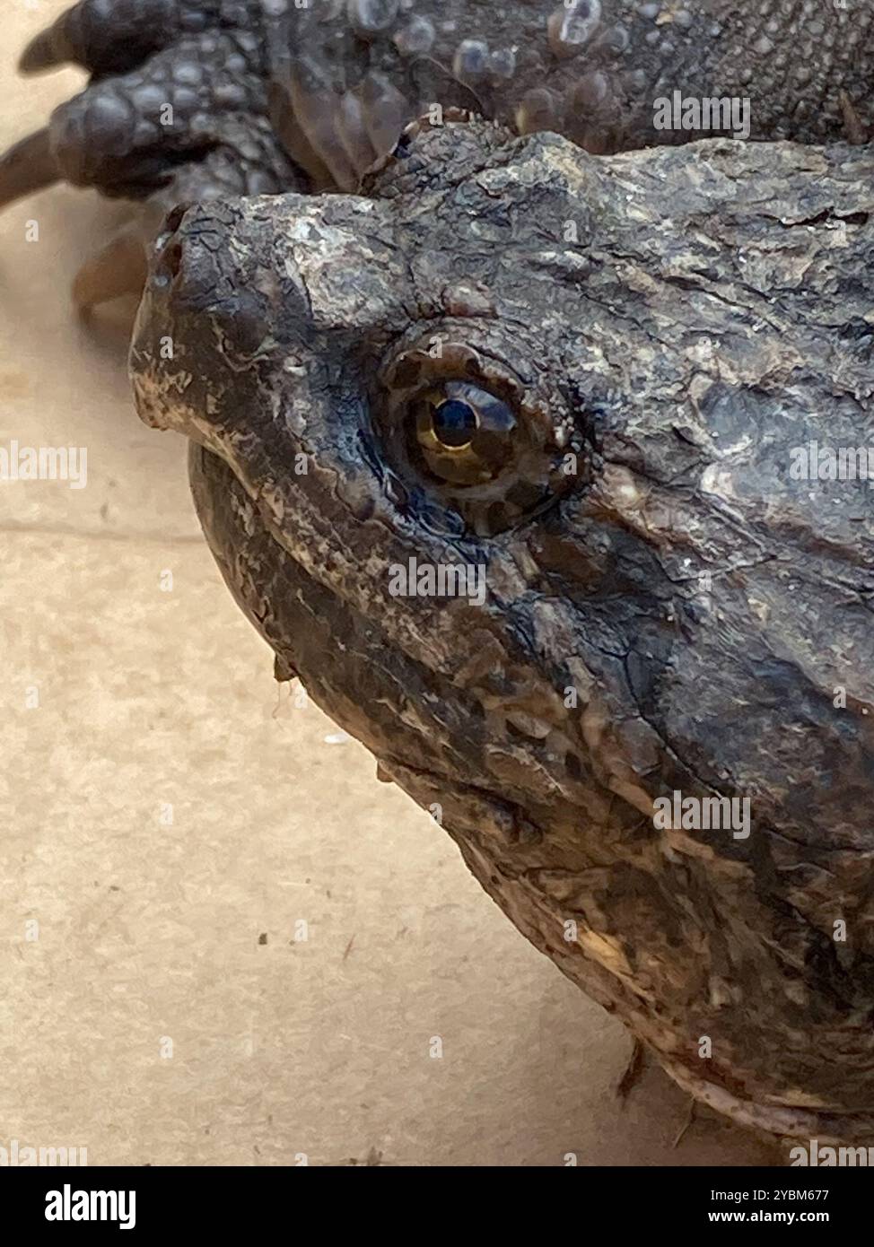 Common Snapping Turtle (Chelydra serpentina) Reptilia Stock Photo - Alamy