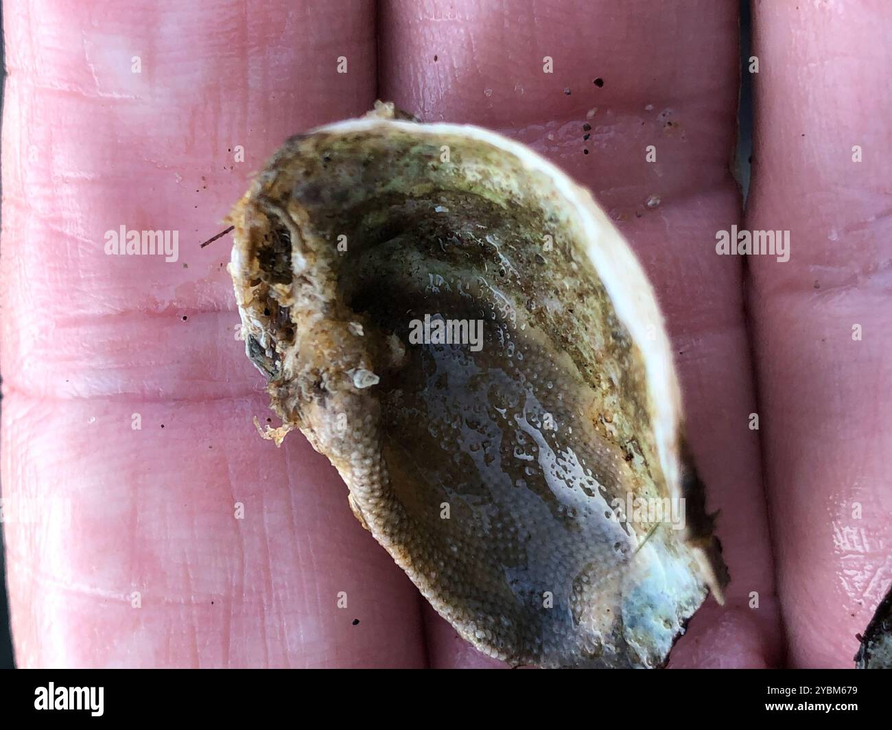 Piddocks and Angelwings (Pholadidae) Mollusca Stock Photo - Alamy