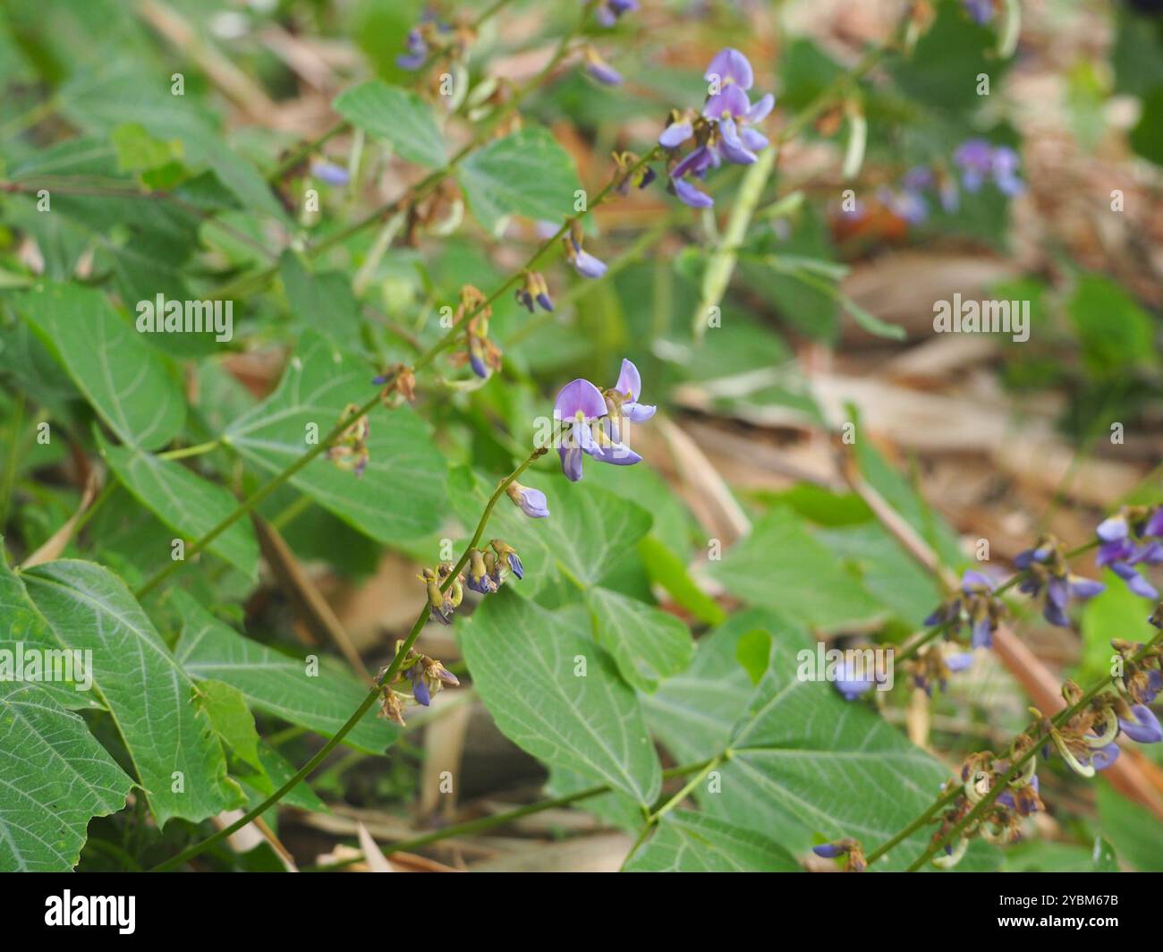 Jicama (Pachyrhizus erosus) Plantae Stock Photo - Alamy