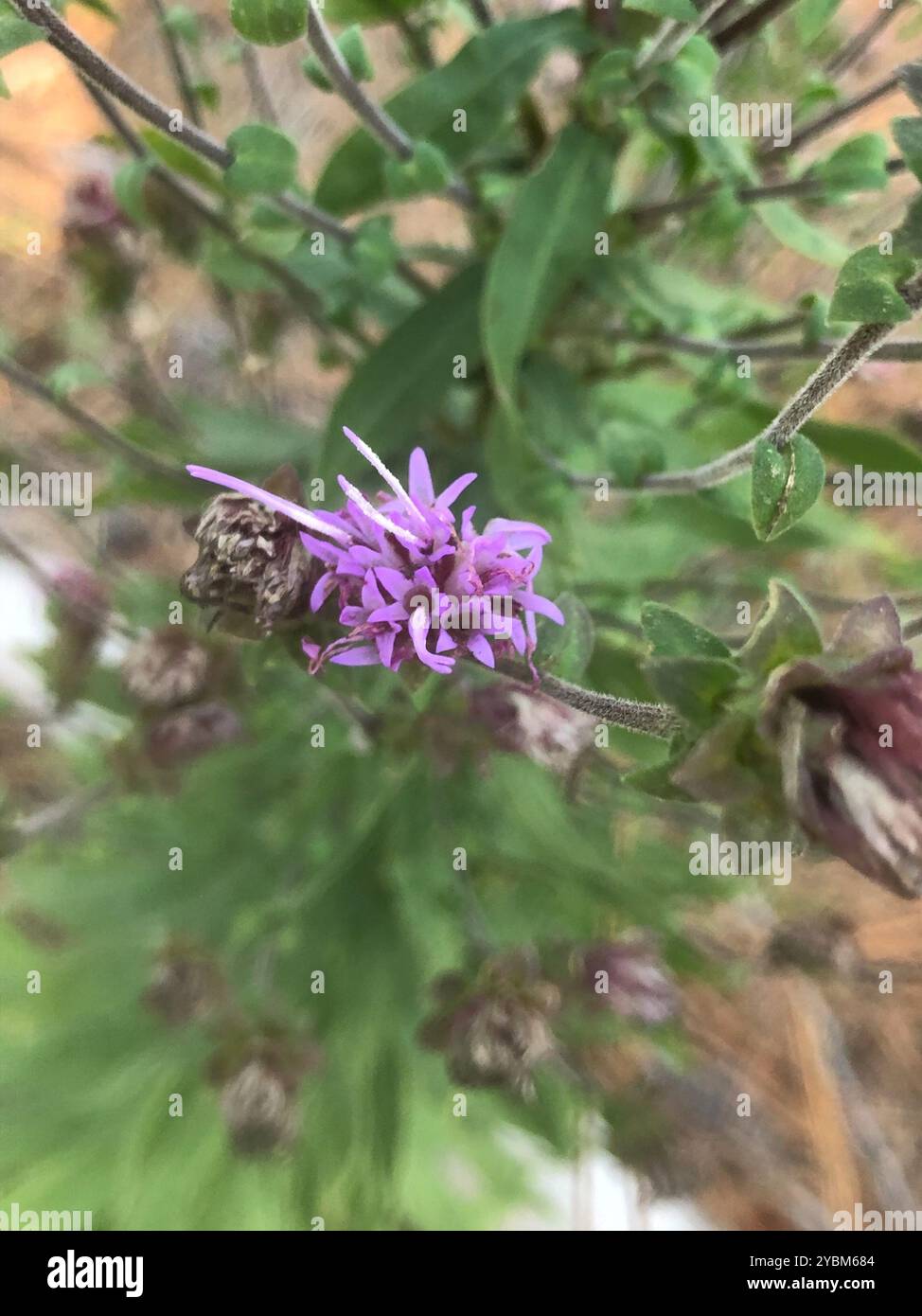 Appalachian blazing star (Liatris squarrulosa) Plantae Stock Photo - Alamy