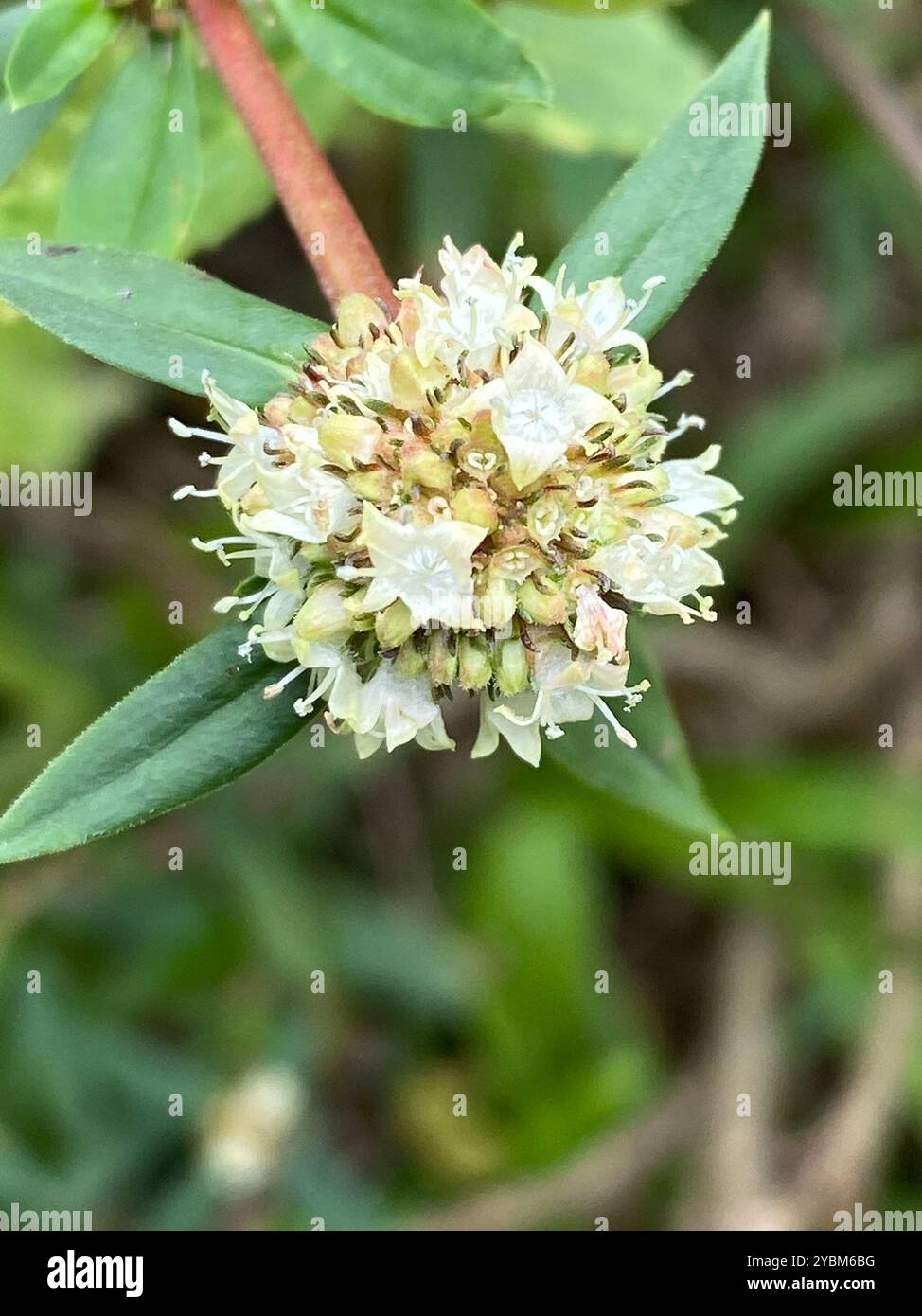 shrubby false buttonweed (Spermacoce verticillata) Plantae Stock Photo ...