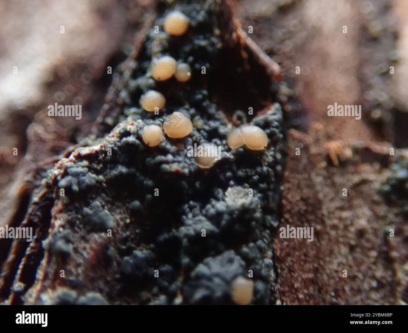 Pink-eyed Shingle Lichen (Vahliella saubinetii) Fungi Stock Photo - Alamy