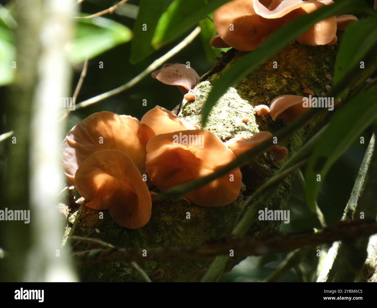 Wood ear fungi (Auricularia) Fungi Stock Photo - Alamy