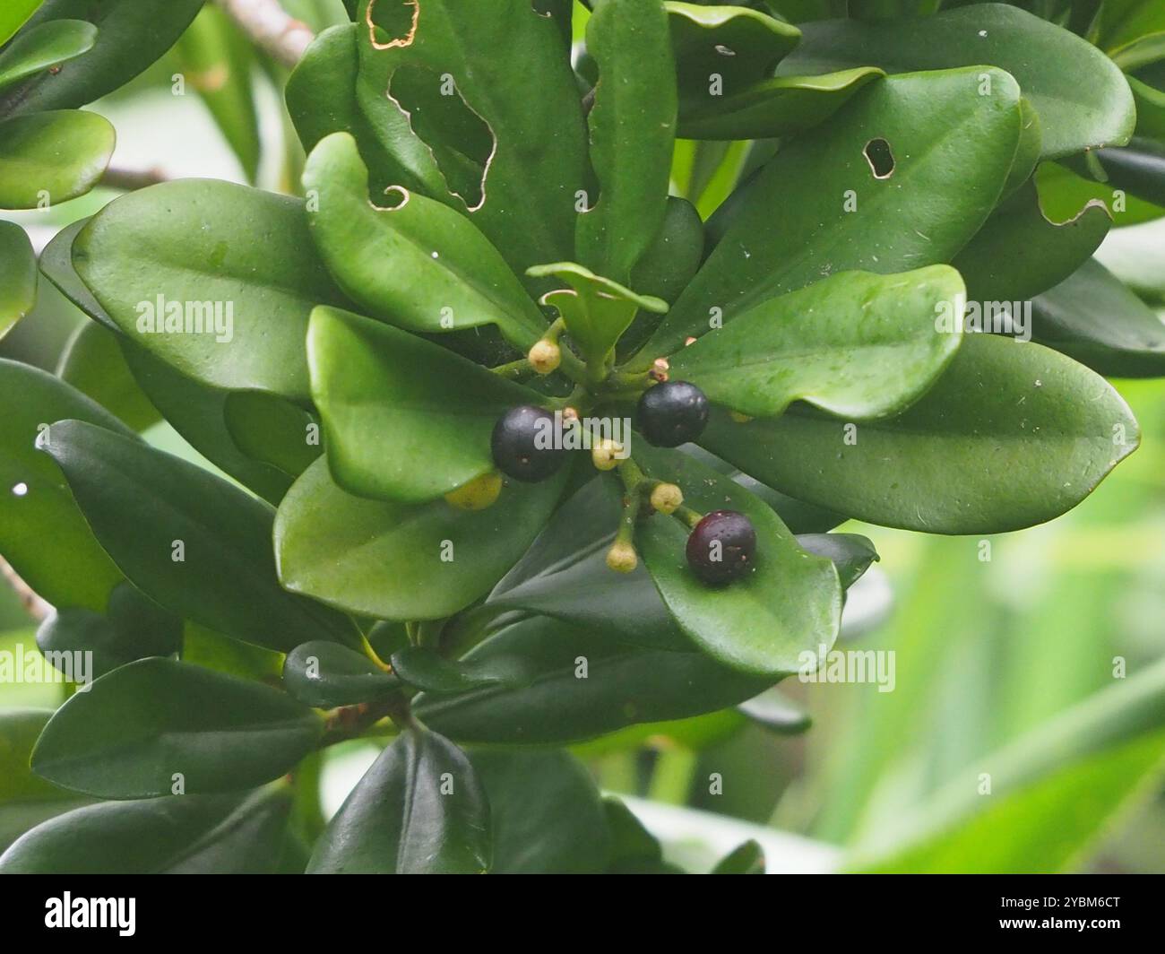 shoebutton Ardisia (Ardisia elliptica) Plantae Stock Photo - Alamy