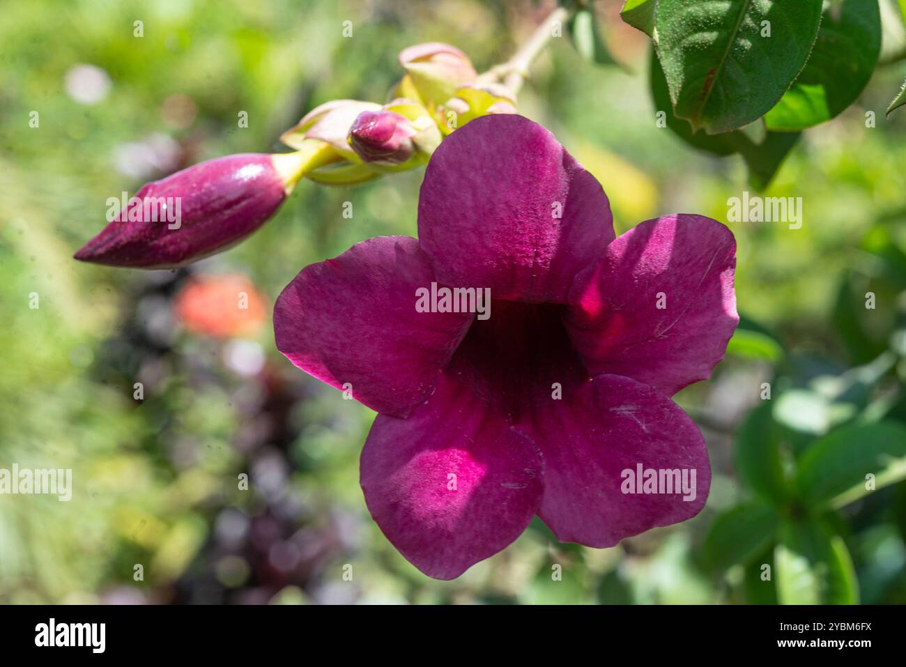Purple allamanda ( Allamanda blanchetii ) - Kampala Uganda Stock Photo ...