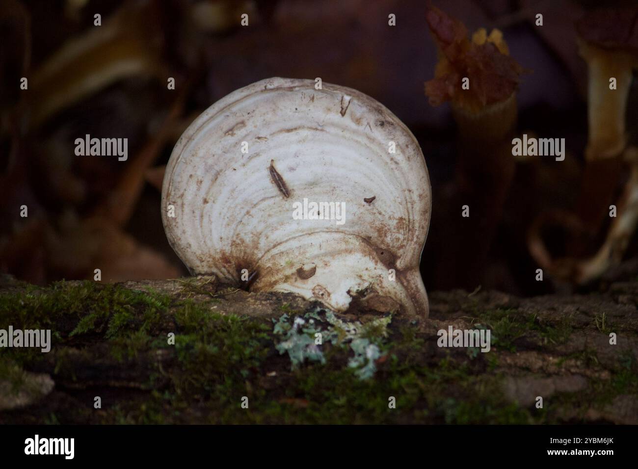 (Ganoderma megaloma) Fungi Stock Photo - Alamy