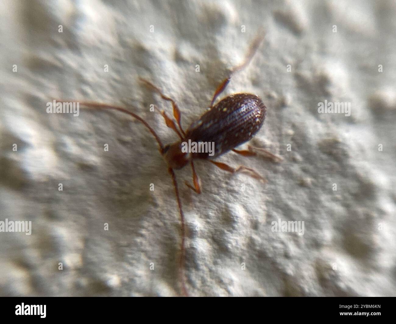 White-marked Spider-beetle (Ptinus fur) Insecta Stock Photo - Alamy
