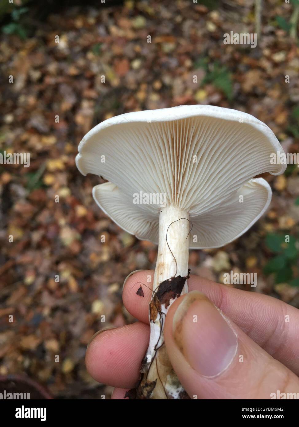 Fragrant Funnel (Clitocybe fragrans) Fungi Stock Photo - Alamy