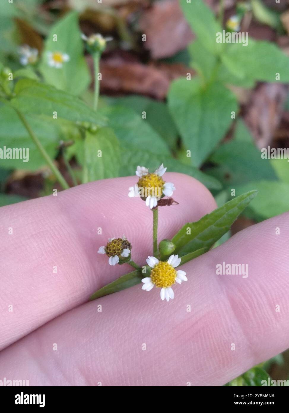 Gallant Soldier (Galinsoga parviflora) Plantae Stock Photo - Alamy