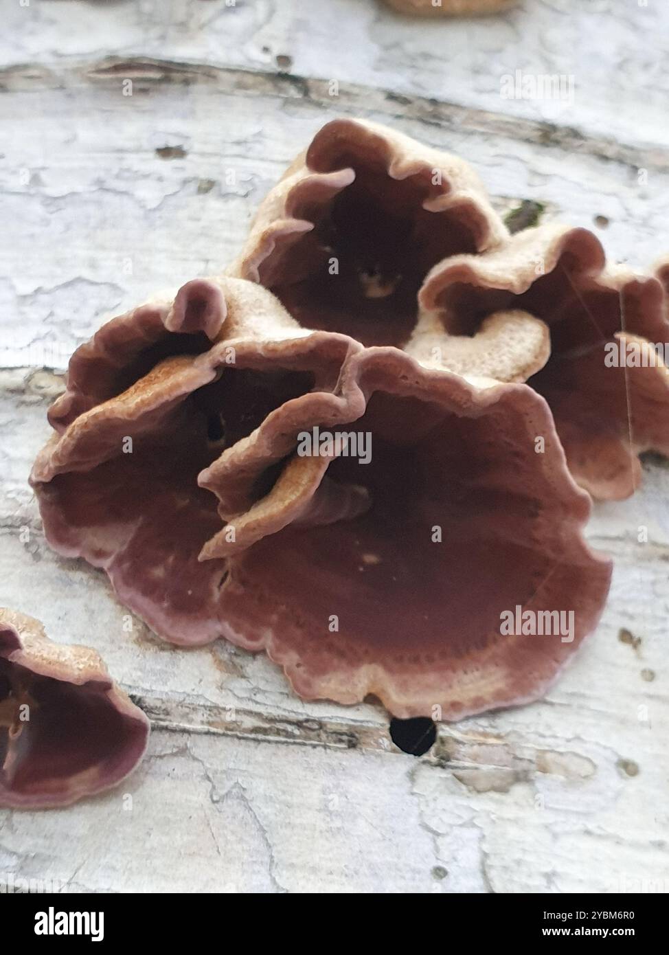 Silverleaf Fungus (Chondrostereum purpureum) Fungi Stock Photo - Alamy