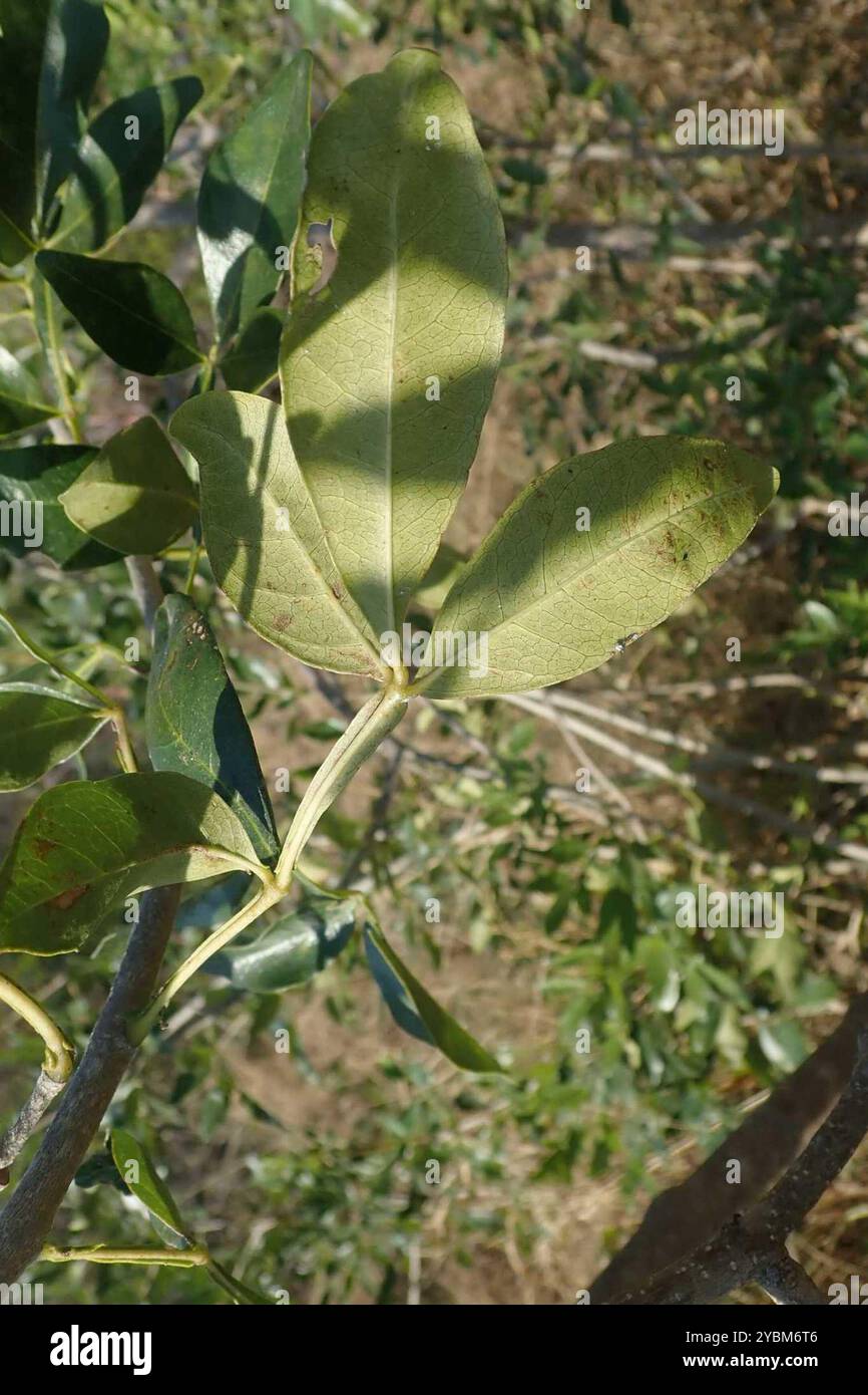 Wing-Leaved Wooden-Pea (Schrebera alata) Plantae Stock Photo - Alamy