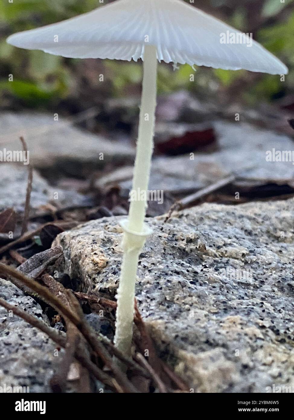Fragile Dapperling (Leucocoprinus fragilissimus) Fungi Stock Photo - Alamy