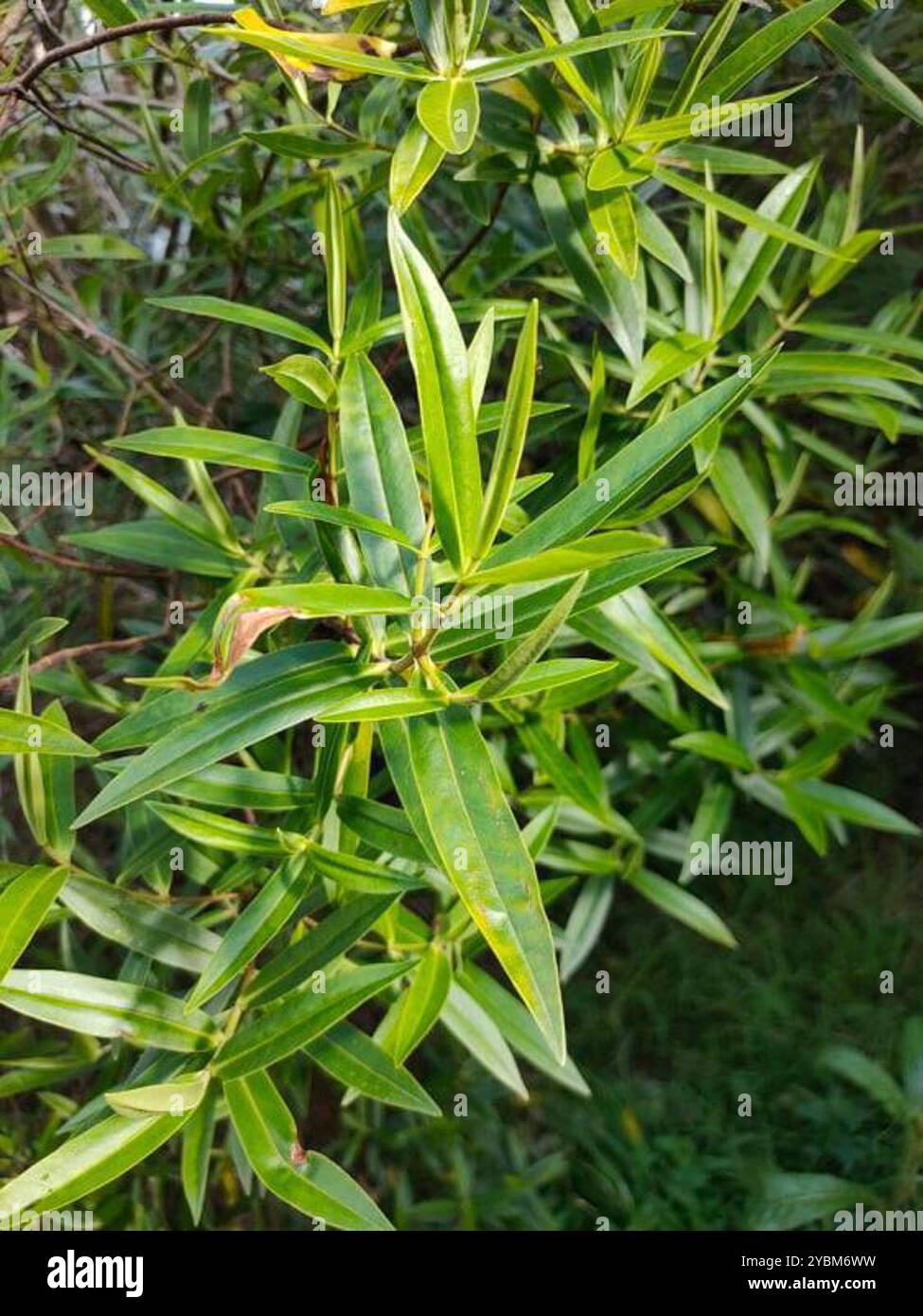 Koromiko (Veronica stricta) Plantae Stock Photo - Alamy