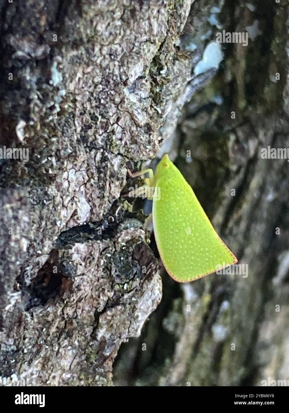 Torpedo Bug (Siphanta acuta) Insecta Stock Photo - Alamy