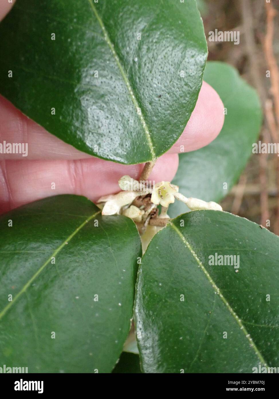 Ebbinge's Silverberry (Elaeagnus × submacrophylla) Plantae Stock Photo ...
