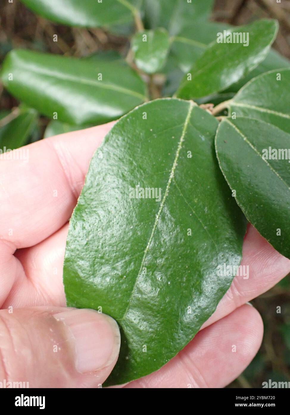 Ebbinge's Silverberry (Elaeagnus × submacrophylla) Plantae Stock Photo ...