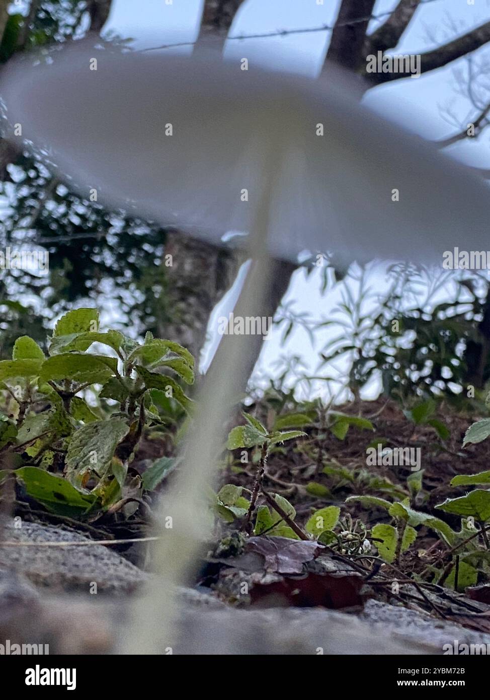 Fragile Dapperling (Leucocoprinus fragilissimus) Fungi Stock Photo - Alamy